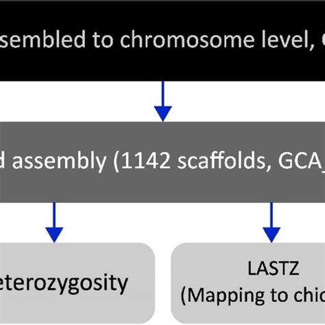 Schematic Overview Of The Methods Used To Identify The Z Chromosome In Download Scientific