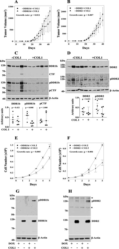 Ddrs Promote Ht1080 Tumour Growth Rate Only When Cells Are