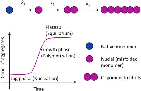 Schematic Representation Of Molecular Aggregation Pathway And The