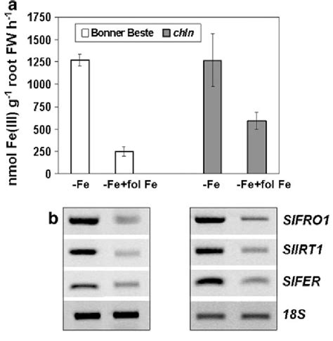 Effect Of The Foliar Application Of Fe On Ferric Reductase Activity And Download Scientific