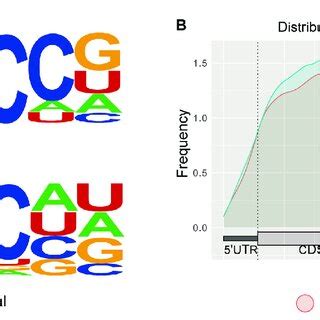 Transcriptome Wide Analysis Of M A Peaks A Common Motif Enriched In Download Scientific