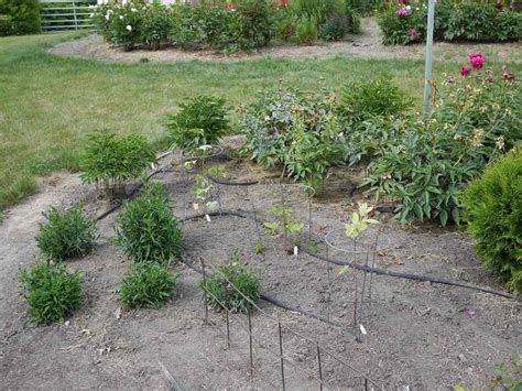 The Professionals And Cons Of A Drip Irrigation System Batang Tabon
