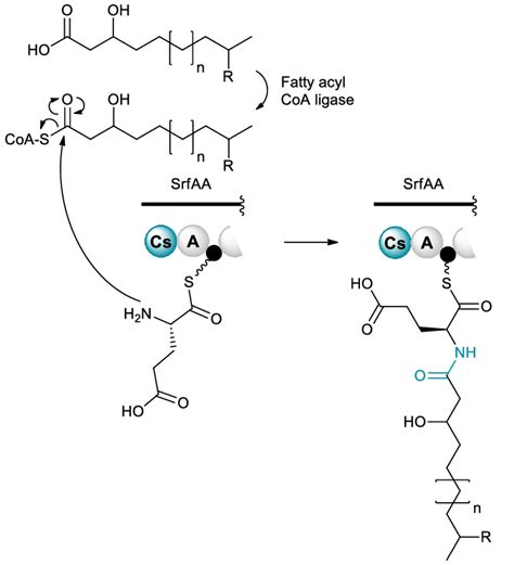 Fatty Acid Incorporation In Surfactin Biosynthesis 3 Hydroxy Myristic