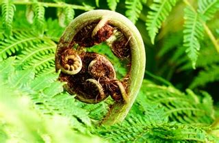 粗毛淫羊藿 植物百科 燕雀草