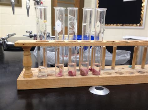 Liver Enzyme Lab Ap Biology Labs