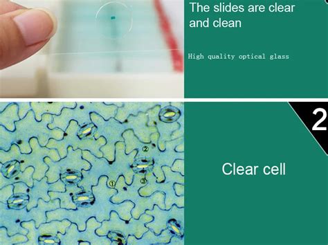Microscope Prepared Slides Plant Tissue Botany Study For Medical Microscope Prepared Slides Plant Tissue Botany Study For Medical