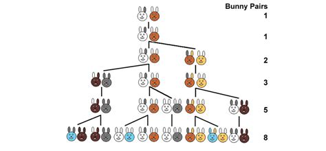 Fibonacci Rabbit Reproduction Lesson 2 Mmw The Fibonacci Sequence