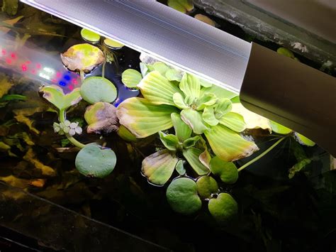 any ideas why my floating plants are not doing so well r aquariums