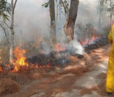 Incendios Forestales Han Consumido 211292 Hectáreas De Bosque