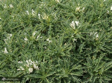 ‏فوائد عشبة الكثيرة تطويل الشعر وتكثيفه‏ ‏babonej بابونج‏