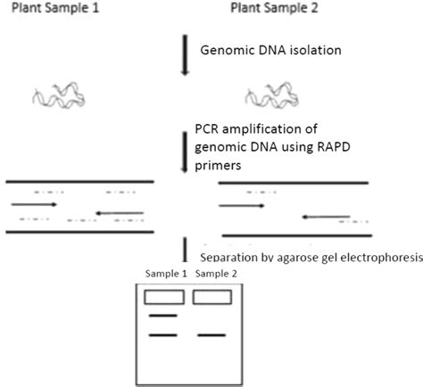 Diagrammatic Representation Of Rapd Marker Download Scientific Diagram