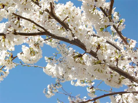 The Schumin Web Trees In Bloom