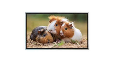 15 6inch 1920x1080 Tft Screen Module Ips Full Color Mipi 15 6 Inch Tft Lcd Display Shenzhen