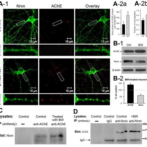 Possible Interactions Among Neurexin Nrxn Neuroligin Nlgn And Download Scientific Diagram