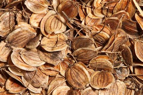 How To Grow Parsnips In The Winter Gardeners Path How To Grow Parsnips In The Winter Gardeners Path