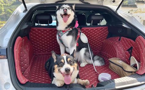 遛狗能治好我的情绪内耗是不是很扯？ 哈哈是二哈 哈哈是二哈 哔哩哔哩视频