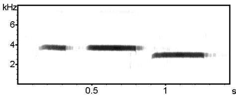 Selecting Appropriate Spectrogram Parameters Avisoft Bioacoustics