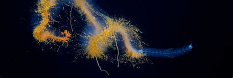 Scientists Find Pristine Ecosystems On High Sea Seamounts — Sevenseas Media