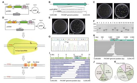 Plos Pathogens 中国农科院植保所实现植物病原细菌基因组编辑的突破 知乎