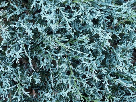 Protect Your Plot In Style With These Juniper Ground Cover Plants