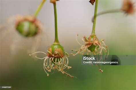 벚꽃 매화 꽃이 과일로 변하는 것 형성중인 과일의 매크로 사진 벚나무 Cerasifera 과일에 대한 스톡 사진 및 기타 이미지 Istock