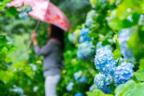 しっぽり大人デートにピッタリ！ 梅雨の風物詩・紫陽花を愛でるスポット 3選。｜ikitoki