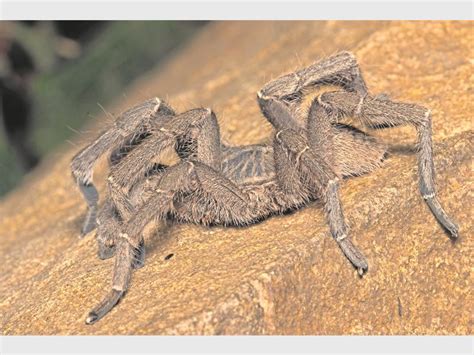 Natures Calling Baboon Spiders Southlands Sun