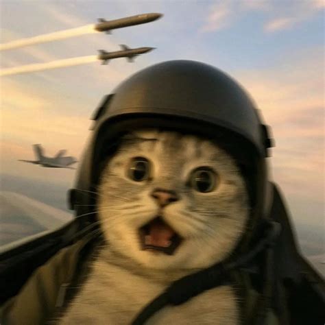 哈基米耄耋猫申请出战表情包相关表情包 表情包专辑 求表情网 斗图从此不求人