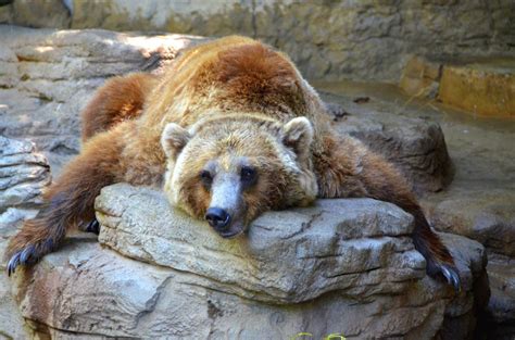 30 Amazing Facts About Bears Hibernating