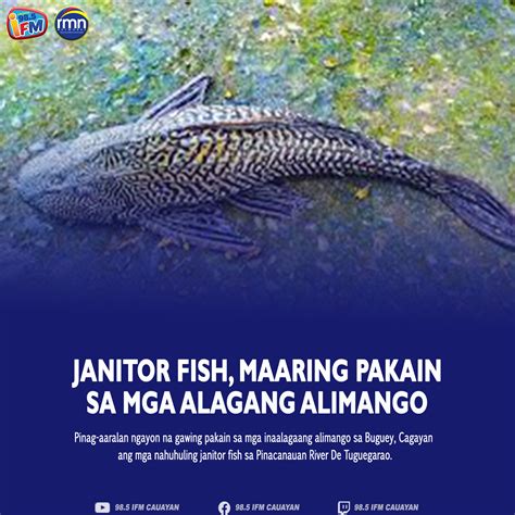 Janitor Fish Rmn Networks