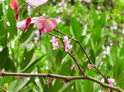 Forest Pansy Tree For Sale Buy Redbud Trees Perfect Plants