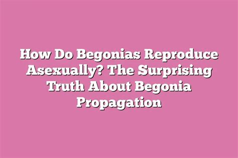 How Do Begonias Reproduce Asexually The Surprising Truth About Begonia Propagation Flower