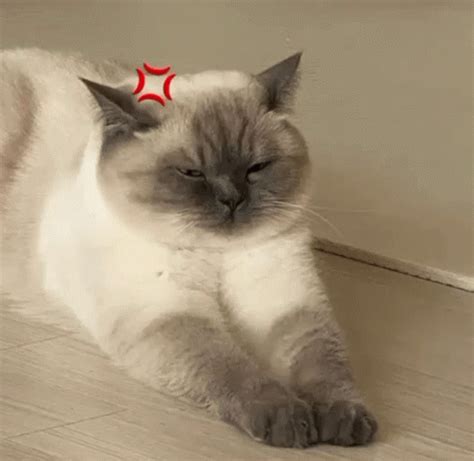 Angry Cat Grumpy Bored Face 
