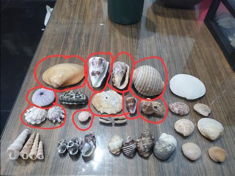 Yo Yo I Need Some Help Identifying These Shells I Really Wanna Know What Was Living In These