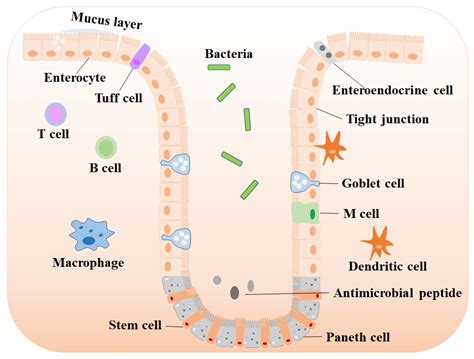 The Impacts Of Iron Overload And Ferroptosis On Intestinal Mucosal