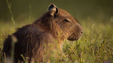 Unable To Find Mozilla Geckodriver Rails Capybara Ftemanage