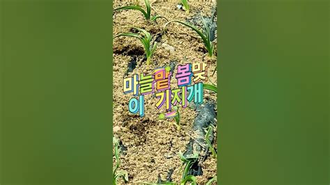 봄맞이 마늘파밭 모습 마늘밭 파밭 Youtube