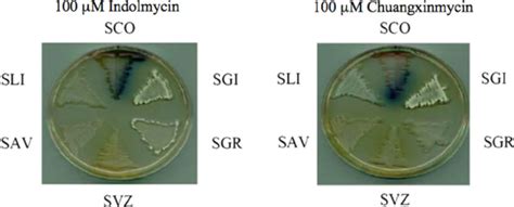Various Streptomyces Species Grown In The Presence Of Inhibitory