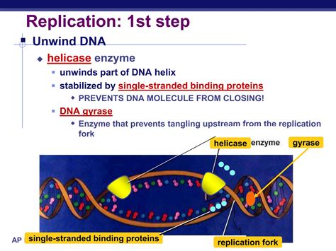 Dna Replication In Prokaryotes And Eukaryotes Ppt