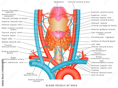 Veins And Arteries Of The Neck