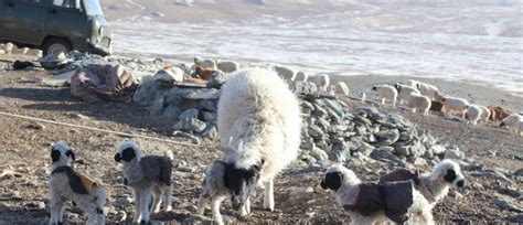 Дөрвөн ихэр хурга эсэн мэнд бойжиж байна