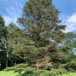 Cedar Tree Lifespan When Do They Mature EmbraceGardening EmbraceGardening