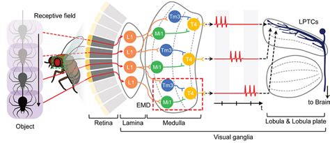 Designing An Insect Mimicking Sensor For Motion Detection