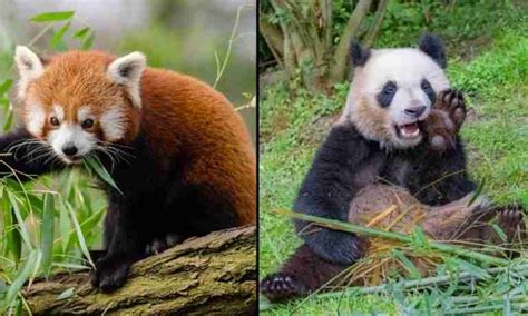 Do Red Pandas And Giant Pandas Get Along 2 Reasons Why Bestofpanda