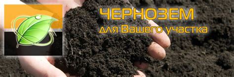 Чернозем - Дача-ча