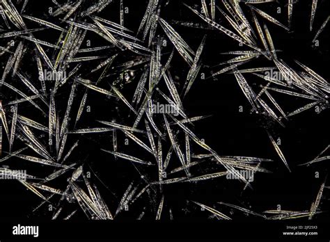 Differential Interference Contrast Dic Light Micrograph Of