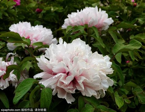 谷雨时节 圆明园牡丹盛开美不胜收