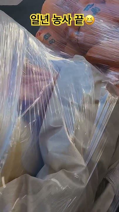 이앙기 찍을때가 엊그제 같은데 벌써 수확물이 나왔어요 쌀농사 벼농사 쌀사세요😎 똑사세요🤩 Youtube