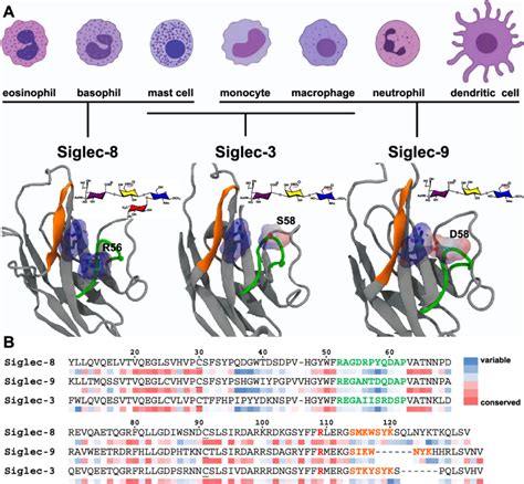 A Siglec 8 9 And 3 Lectin Domain Structures Grey And Their Download Scientific Diagram
