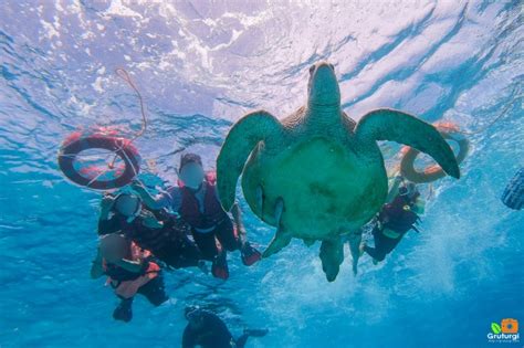 9월 해외여행 보홀 여행 일정 발리카삭 거북이 보홀 호핑투어 예약 네이버 블로그
